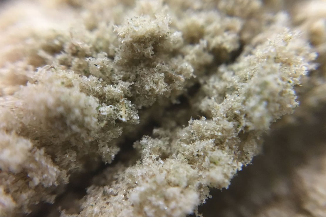 Turn Your Trichomes Into Quick Profits with Dry Sift Hash